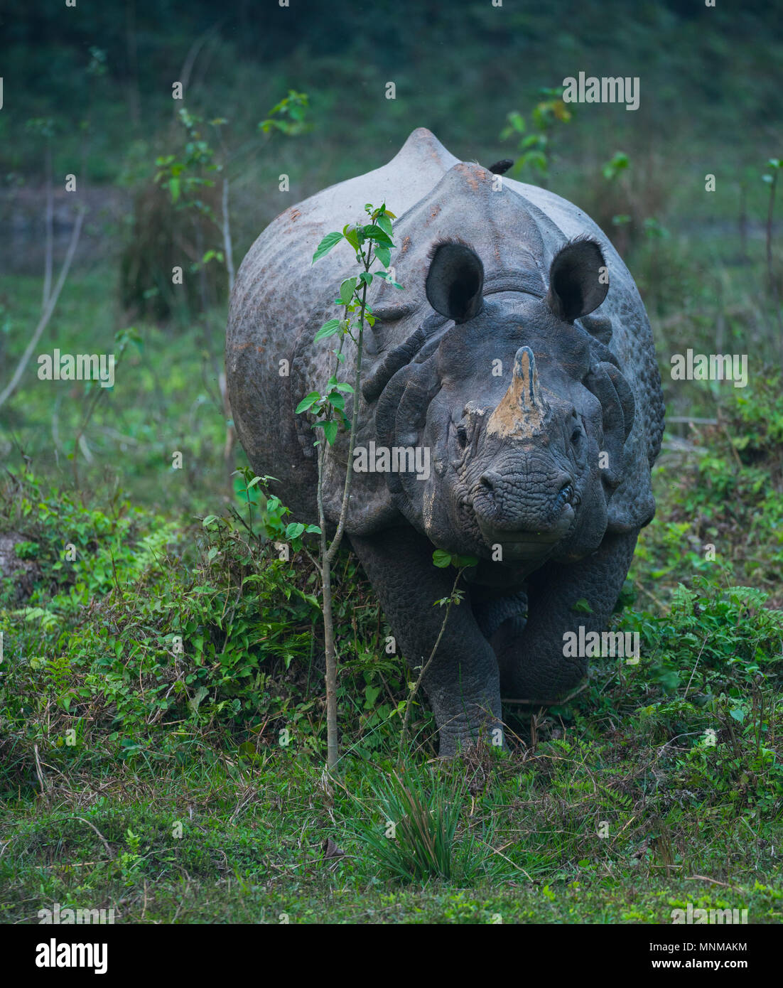 One-horned Asian rhinoceros (Rhinoceros unicornis), Chitwan National ...