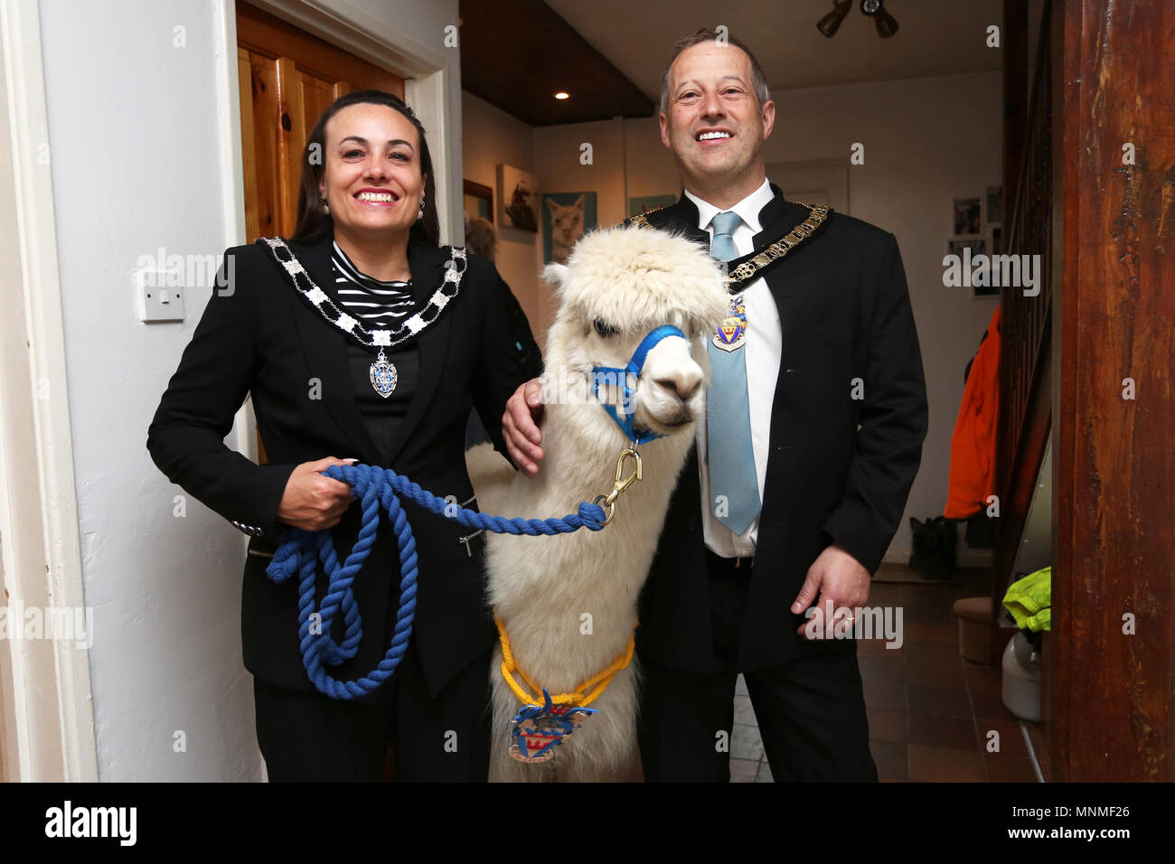 Alpaca mayor hi-res stock photography and images - Alamy
