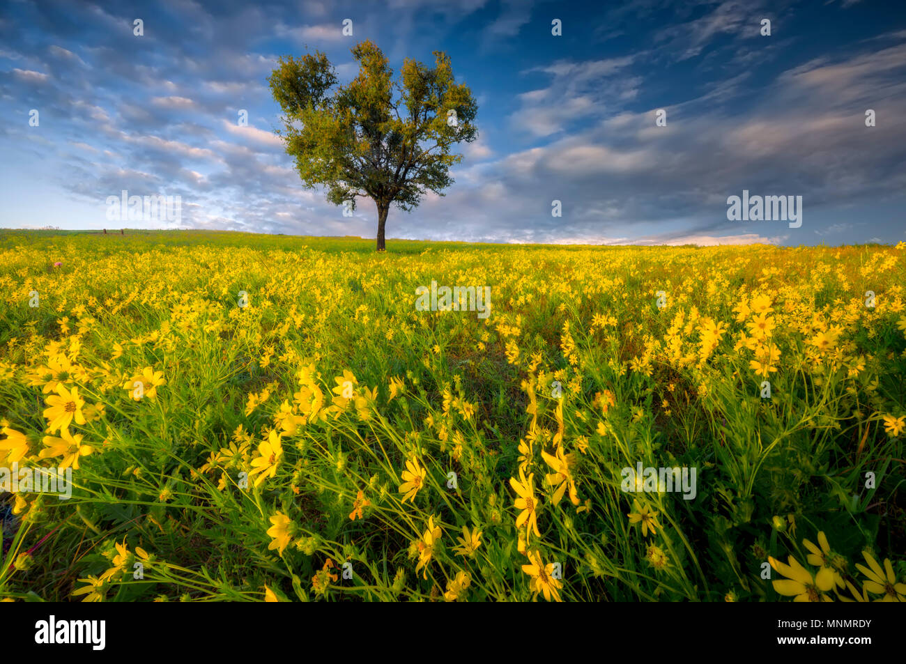 Spring Wildflowers in an Open Field Stock Photo - Alamy