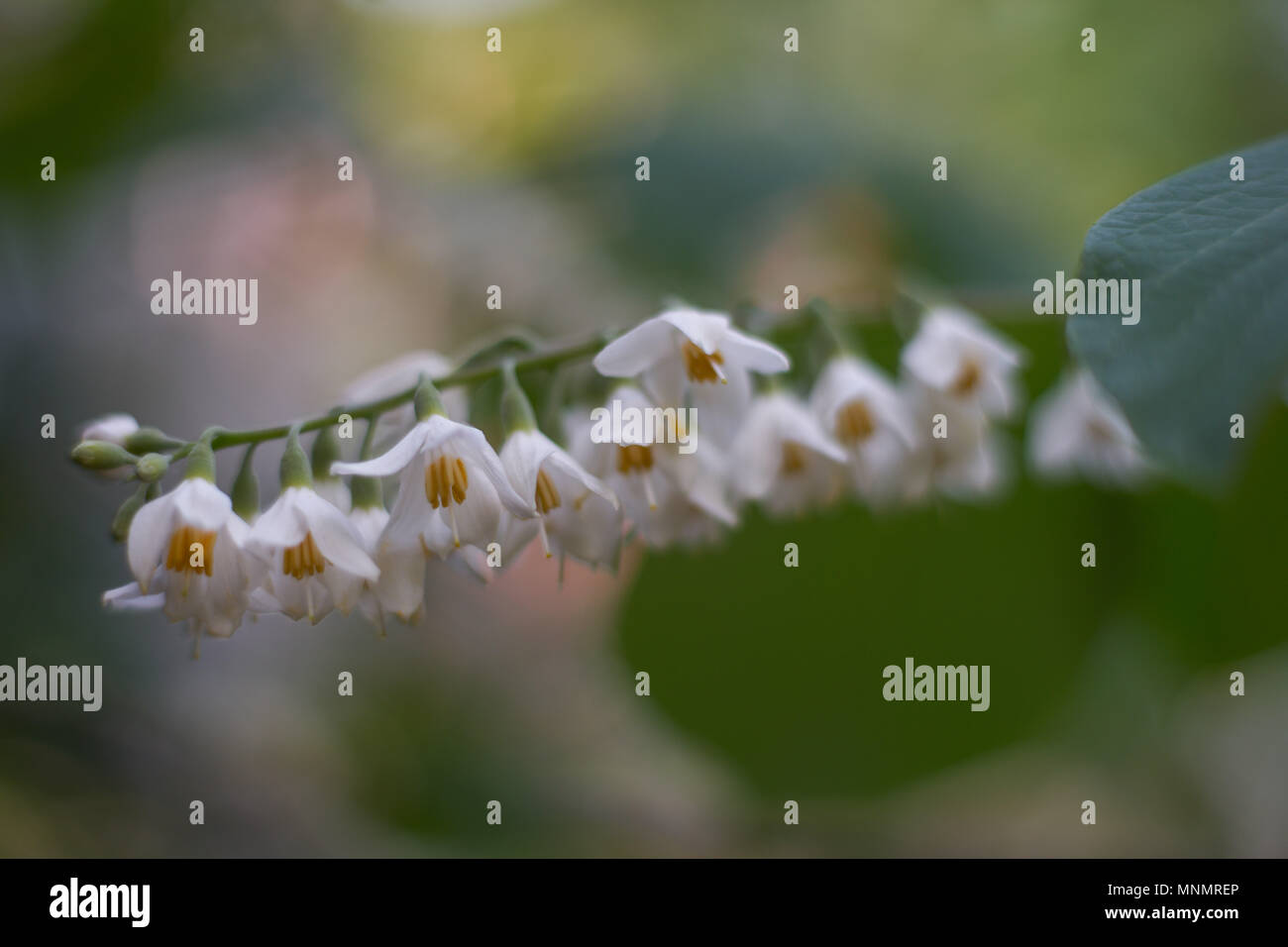 Styrax japonicus the Japanese snowbell Stock Photo - Alamy