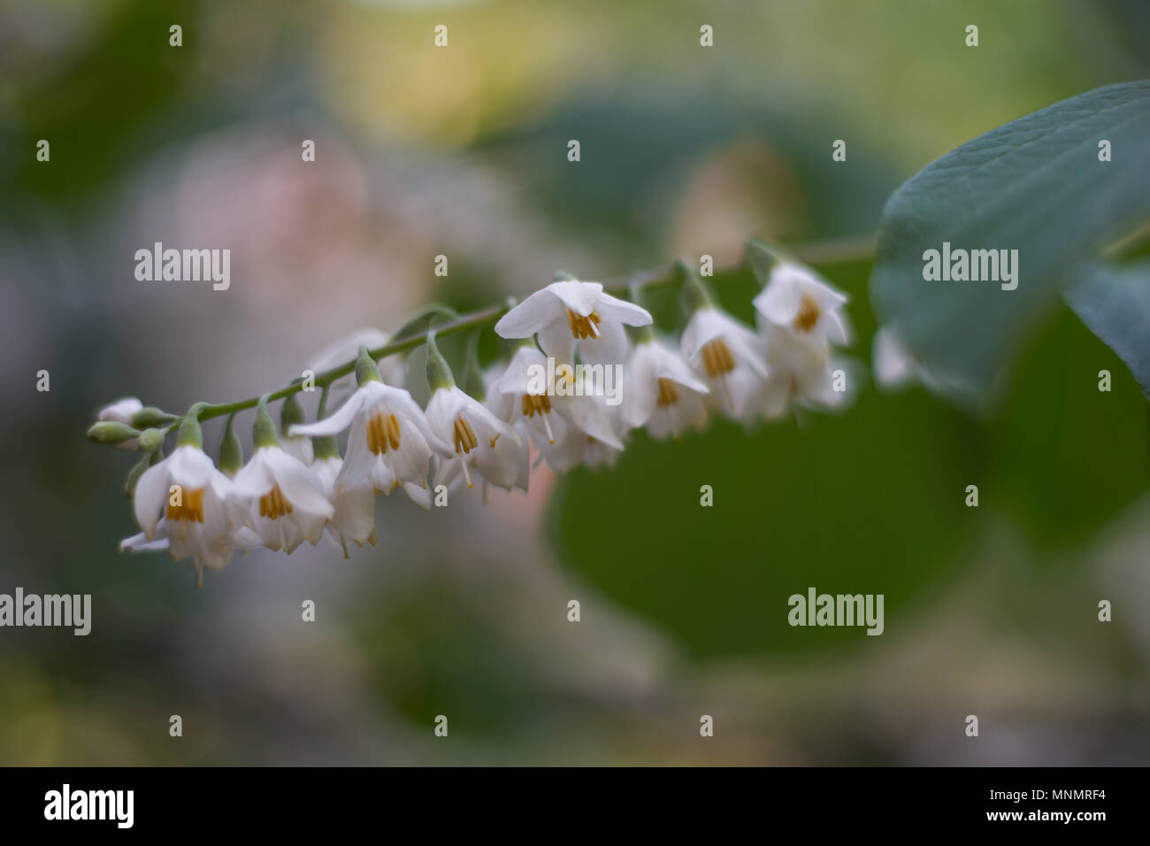 Styrax japonicus the Japanese snowbell Stock Photo - Alamy