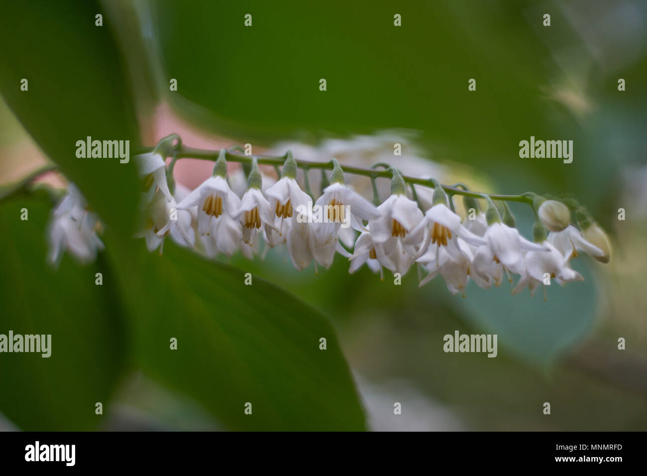 Styrax japonicus the Japanese snowbell Stock Photo - Alamy