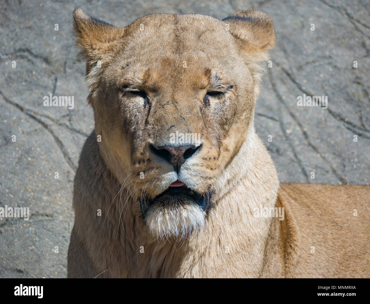 Female African Lion (Panthera leo Stock Photo - Alamy Female African Lion (Panthera leo Stock Photo - Alamy
