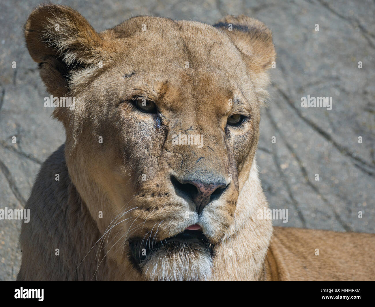 Female African Lion (Panthera leo Stock Photo - Alamy
