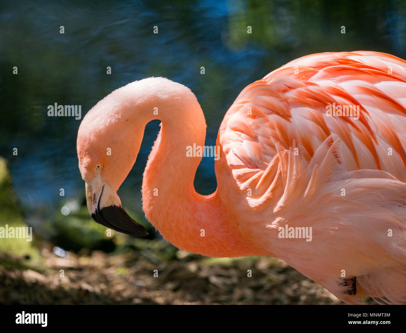 Nice Andean Flamingo Photo