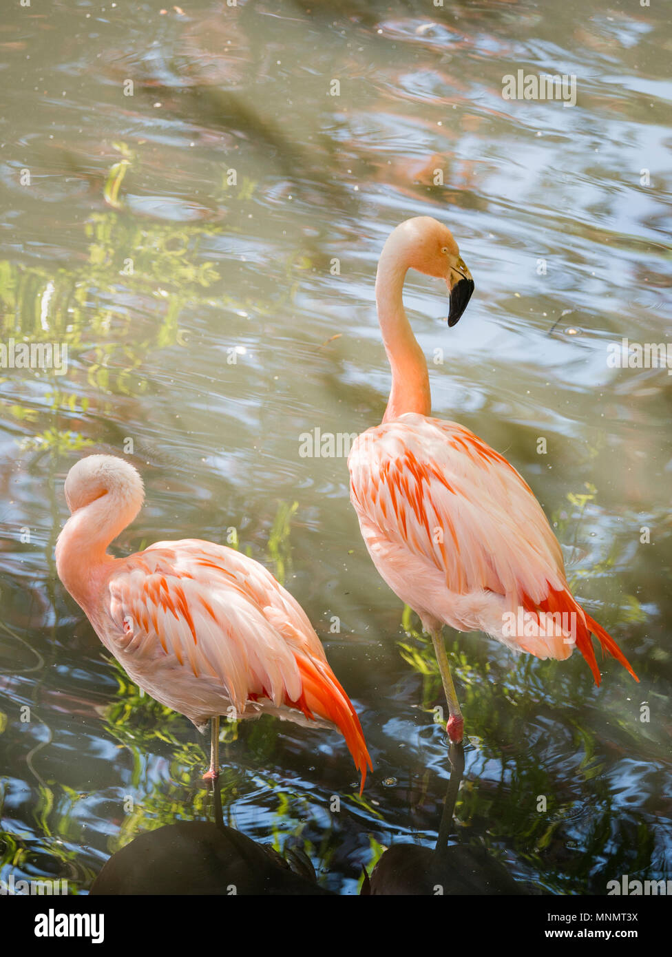 Calender bird hi-res stock photography and images - Alamy