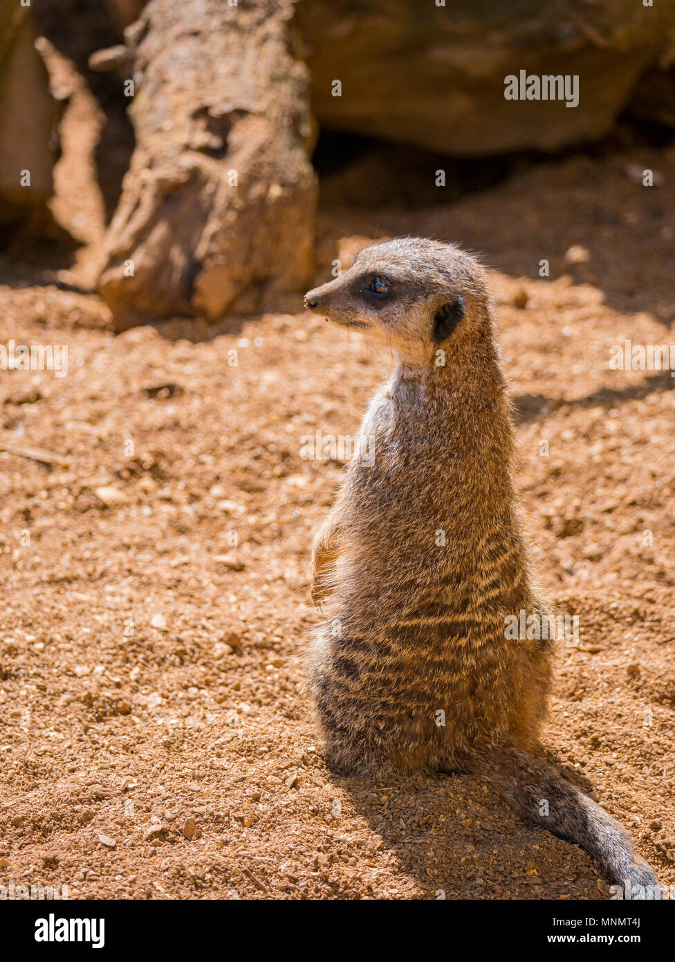 Suricata suricatta iona hi-res stock photography and images - Alamy