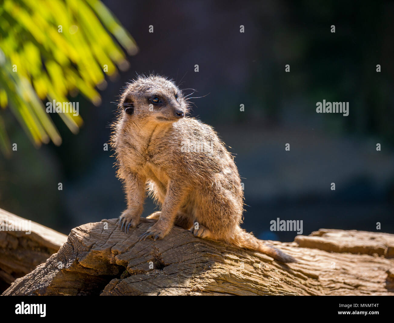 Suricata suricatta iona hi-res stock photography and images - Alamy