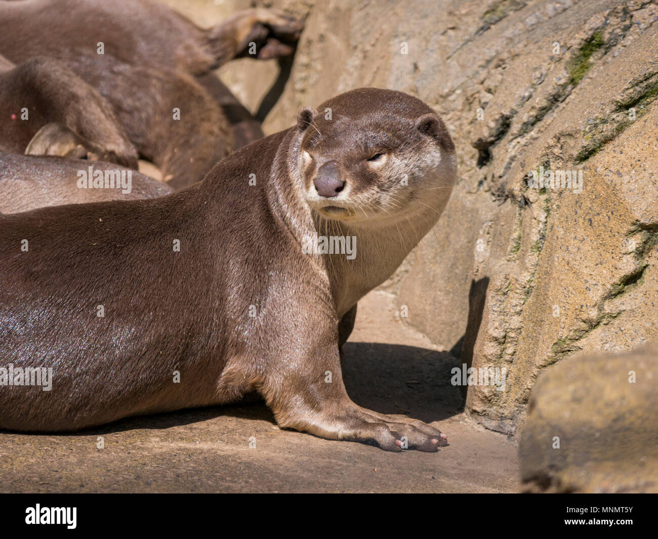 Smooth coated otter hi-res stock photography and images - Alamy