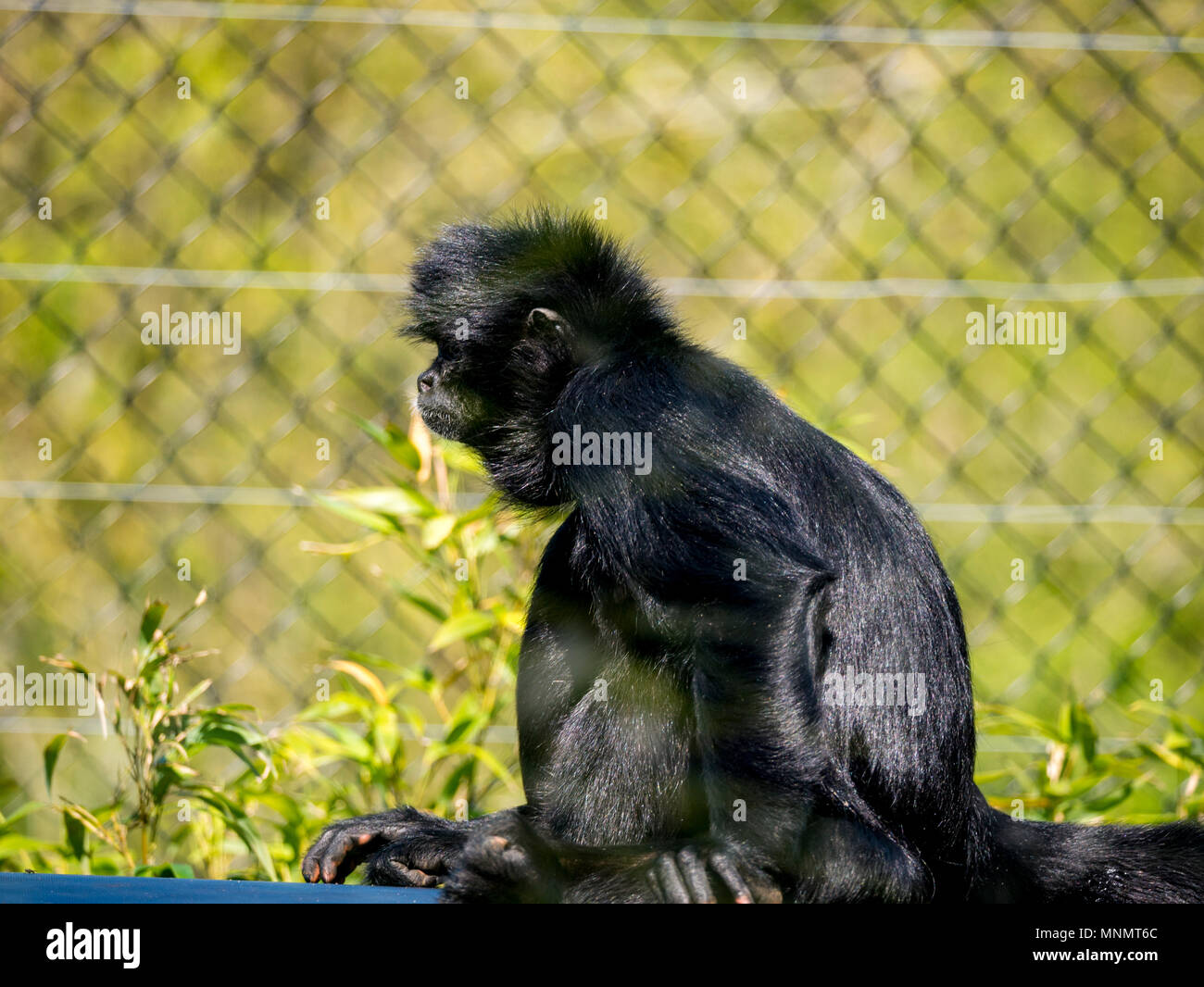 Colchester zoo monkey hi-res stock photography and images - Alamy