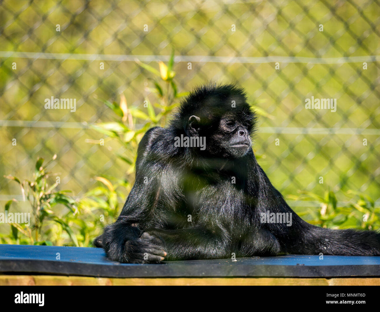 Spider Monkey (Ateles Stock Photo - Alamy