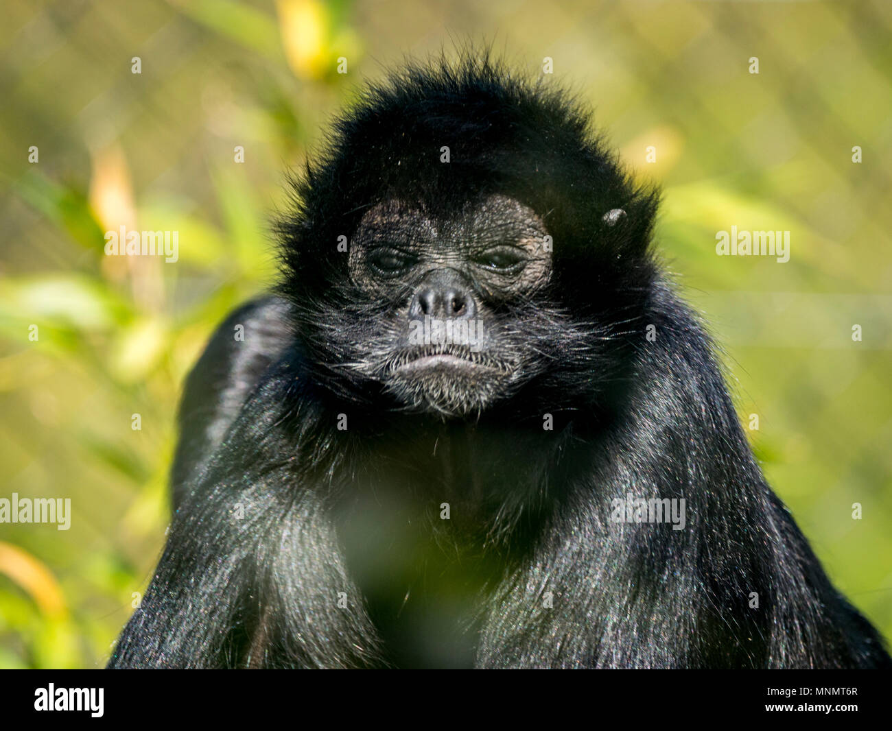 Spider Monkey (Ateles Stock Photo - Alamy