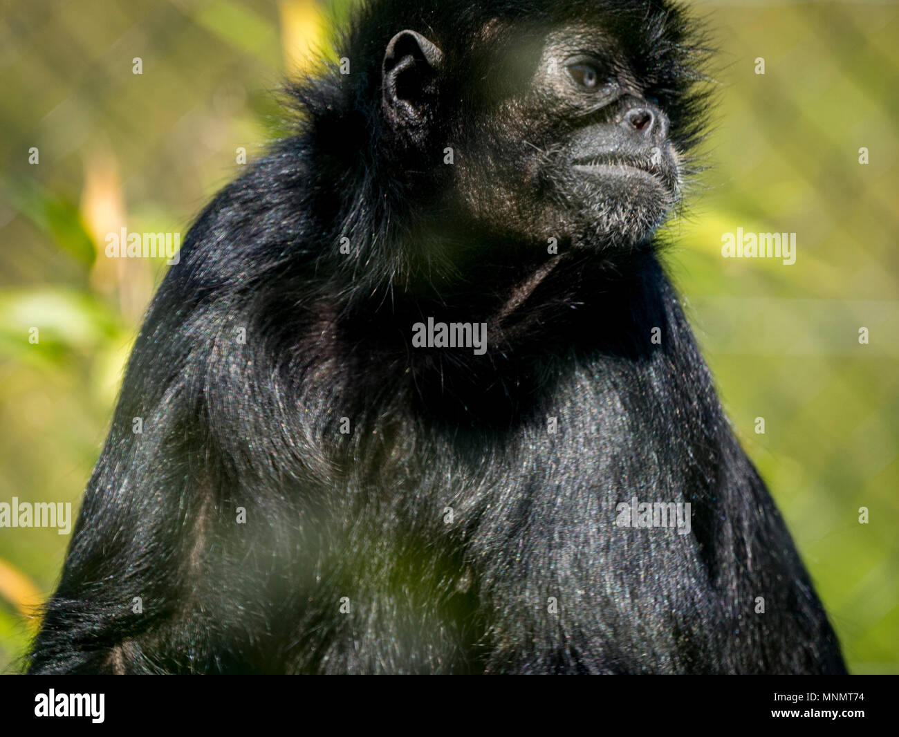 Colchester zoo monkey hi-res stock photography and images - Alamy