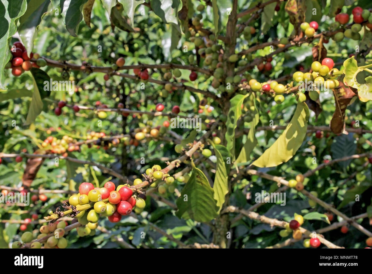Coffee bean, coffee cherries or coffee berries on coffee tree, near El ...