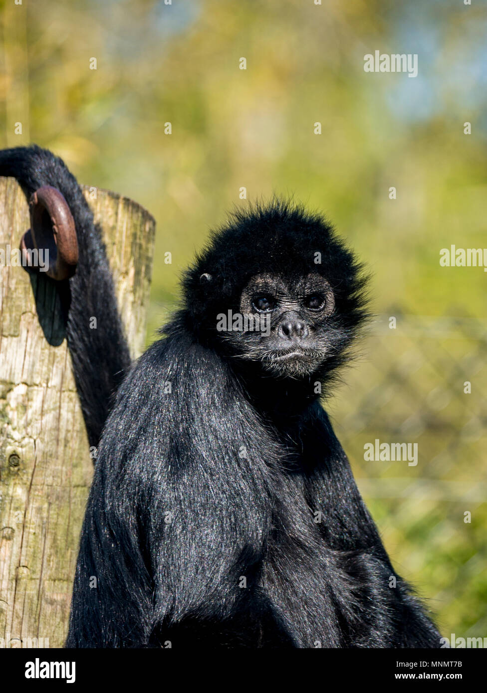 Colchester zoo monkey hi-res stock photography and images - Alamy