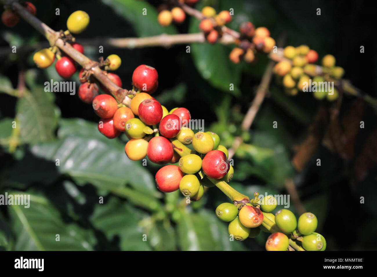 Colombian agriculture hi-res stock photography and images - Alamy