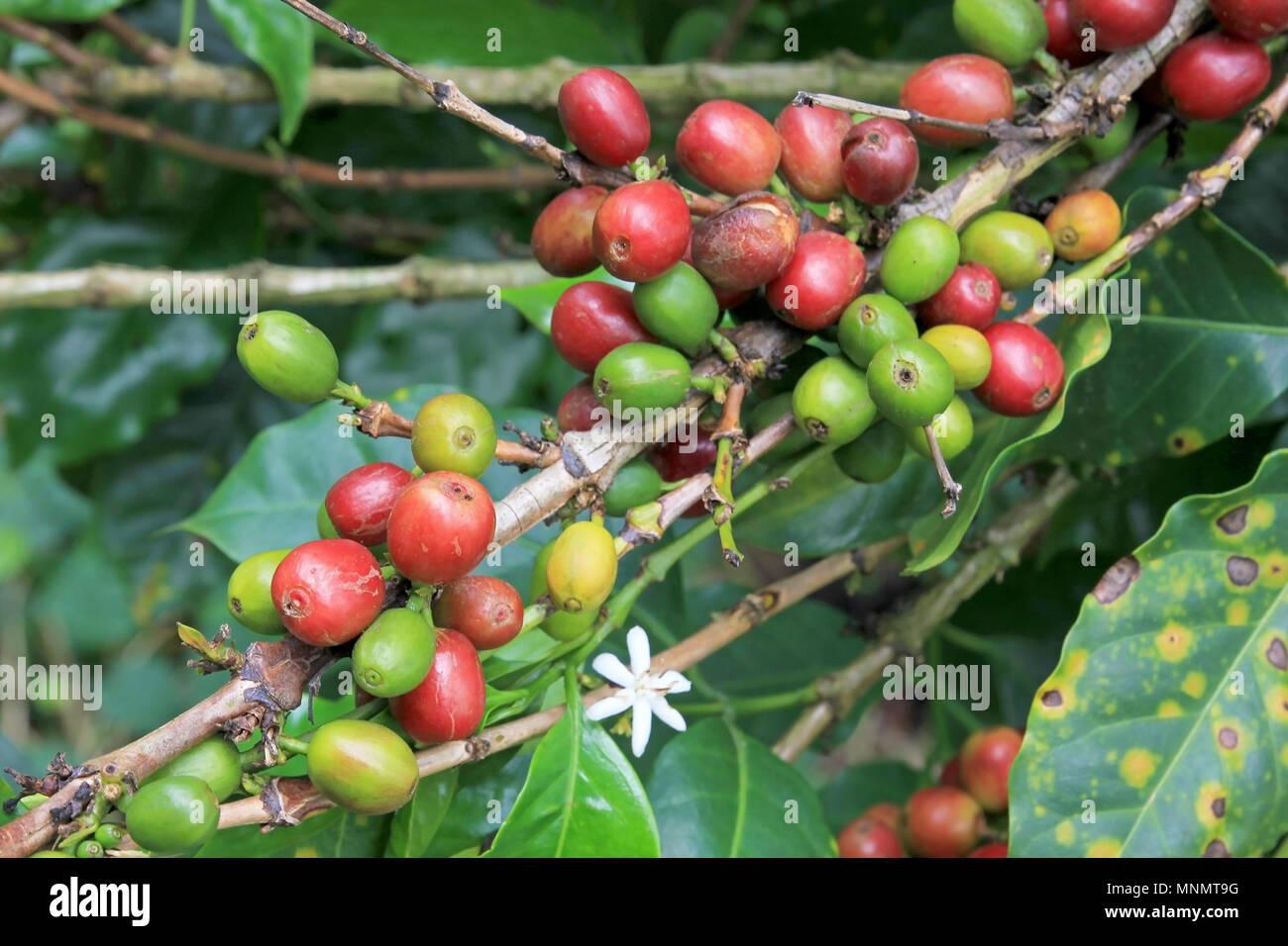 Coffee bean, coffee cherries or coffee berries on coffee tree, near El ...