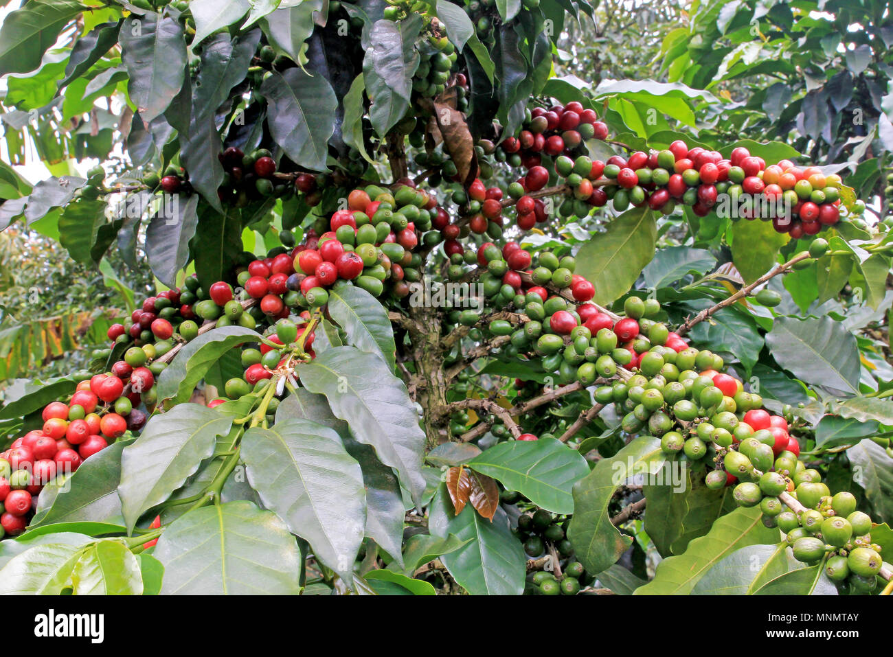 Jardín coffee plantation colombia hi-res stock photography and images ...