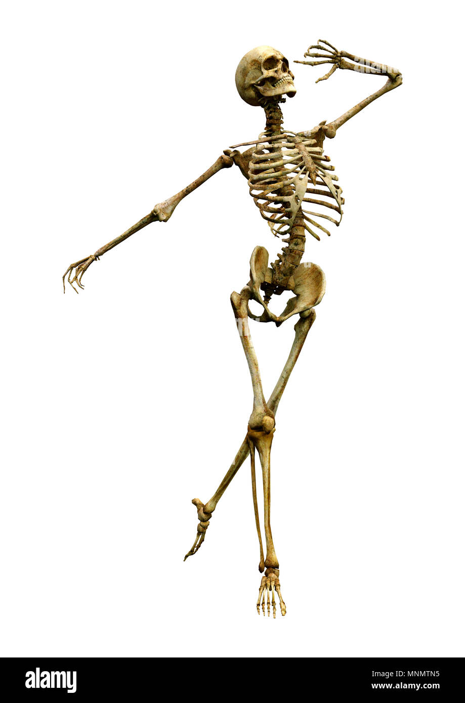 3D rendering of a human skeleton isolated on white background Stock ...