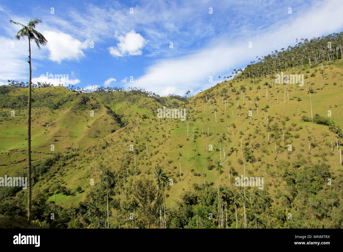 Landscape of wax palm trees in Cocora Valley near Salento, Colombia ...