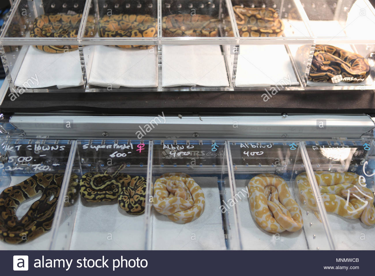 Reptile Breeders Expo High Resolution Stock Photography and Images - Alamy