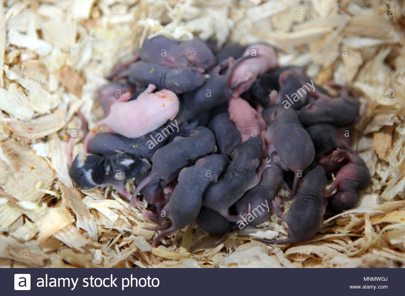 Knockout Mice Stock Photos & Knockout Mice Stock Images - Alamy