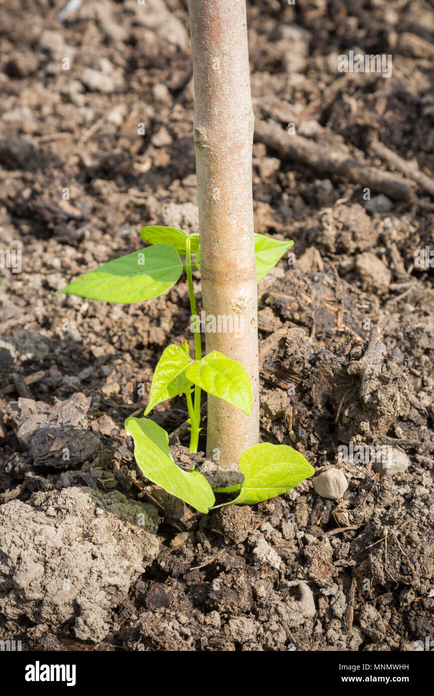 Runner bean plant hi-res stock photography and images - Alamy