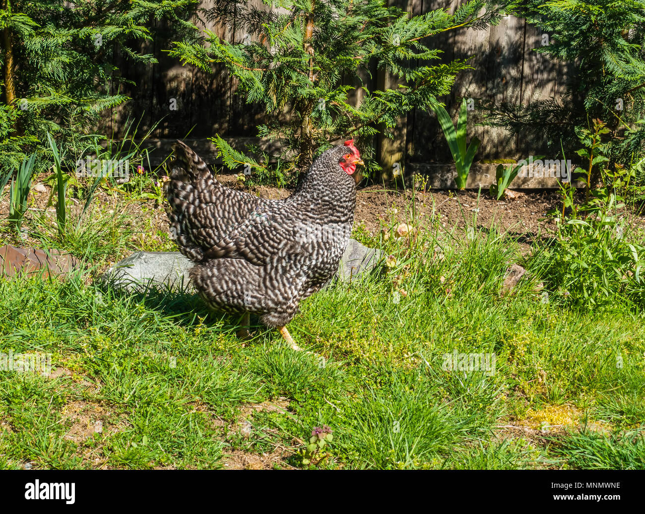 A chicken searches for food outside it's cage Stock Photo - Alamy