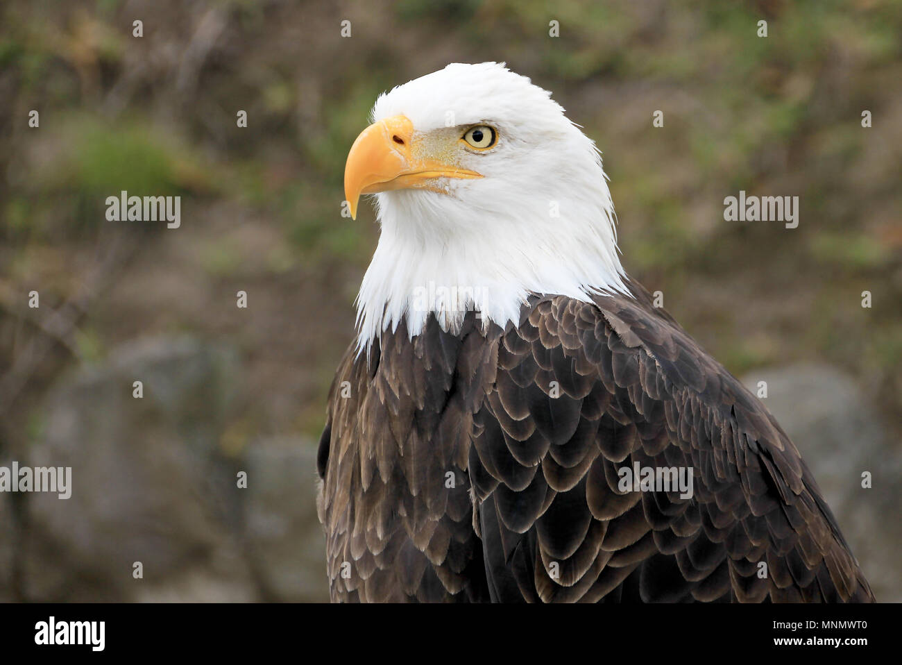 American Bald Eagle, Haliaeetus Leucocephalus, close up portrait of ...