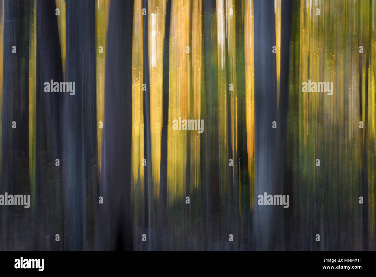 Abstract background of trees showing motion blur created with in camera ...