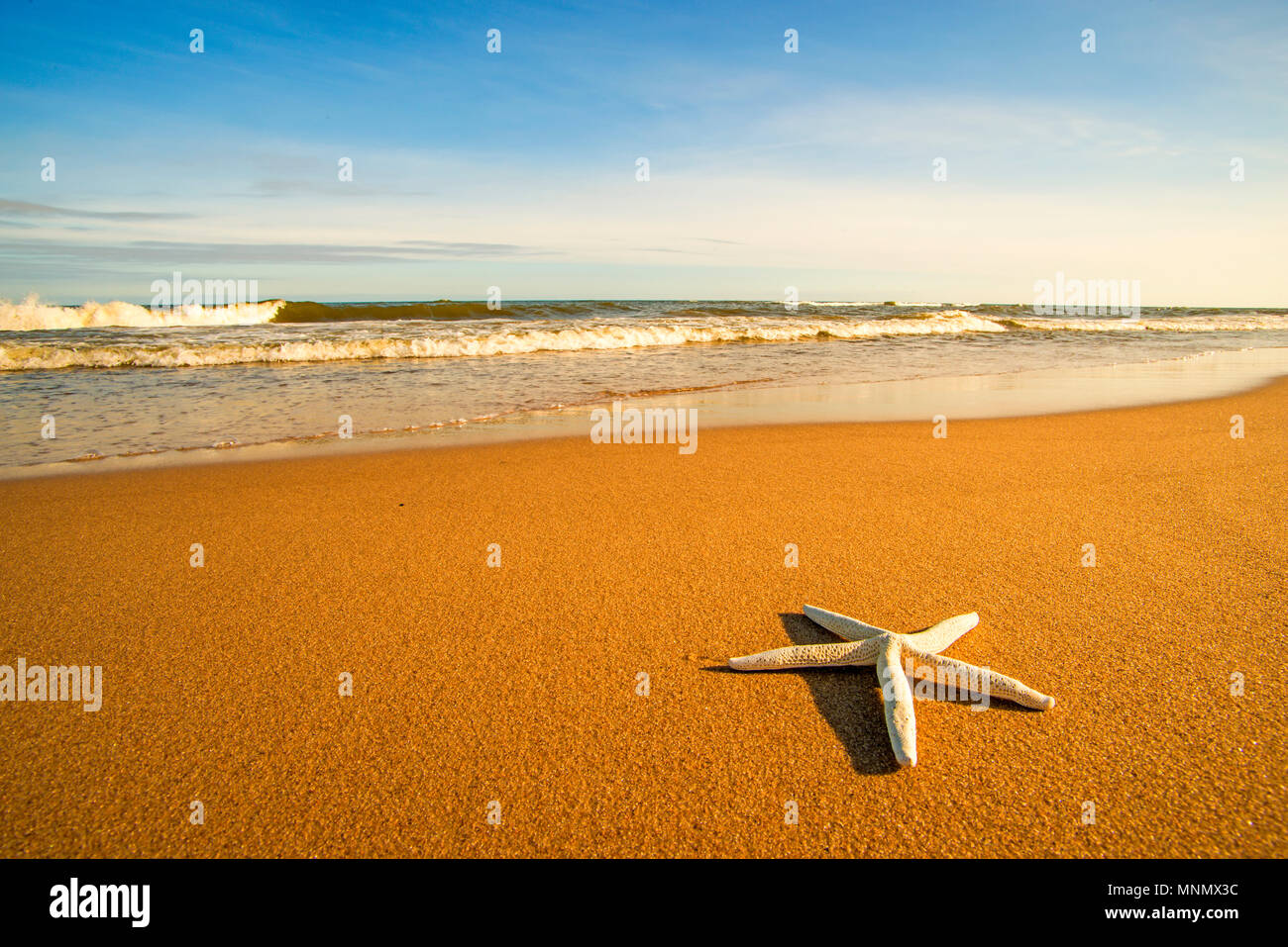 Sea star on a beach with surf Stock Photo - Alamy