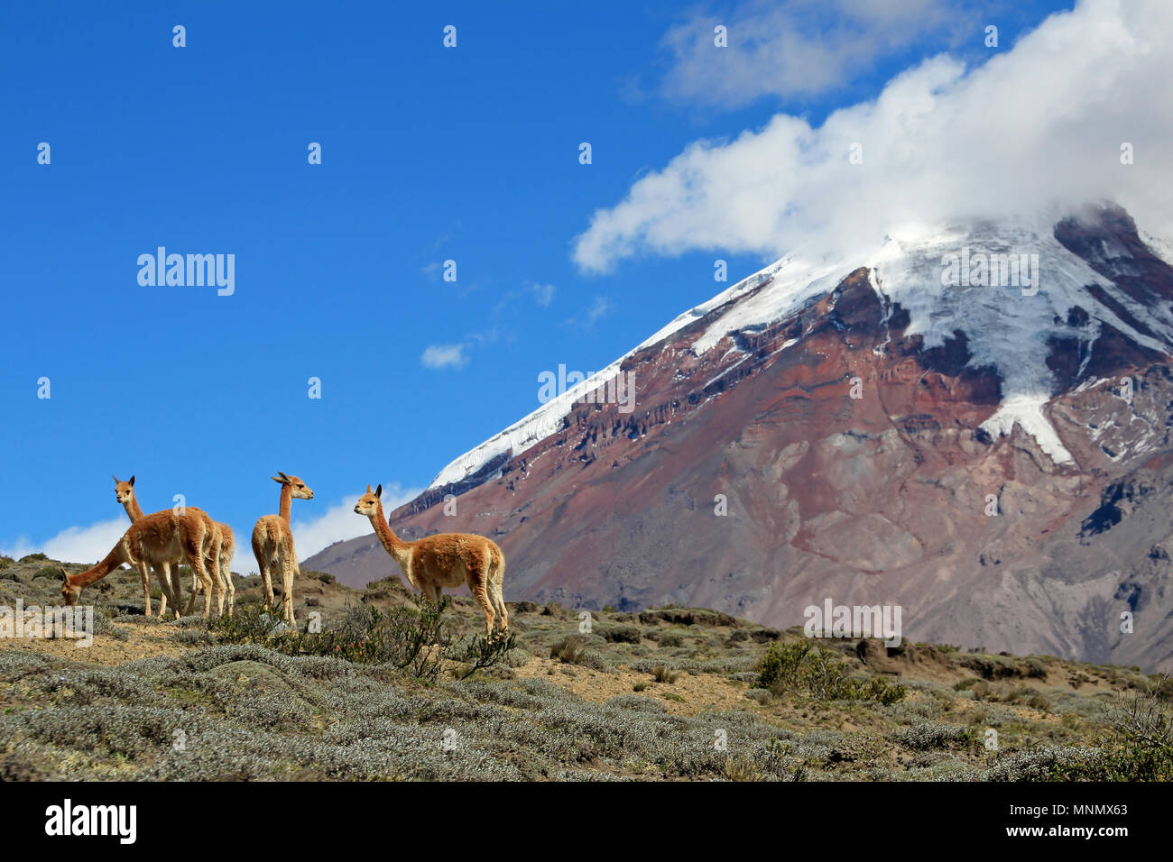 Llamas ecuador hi-res stock photography and images - Alamy