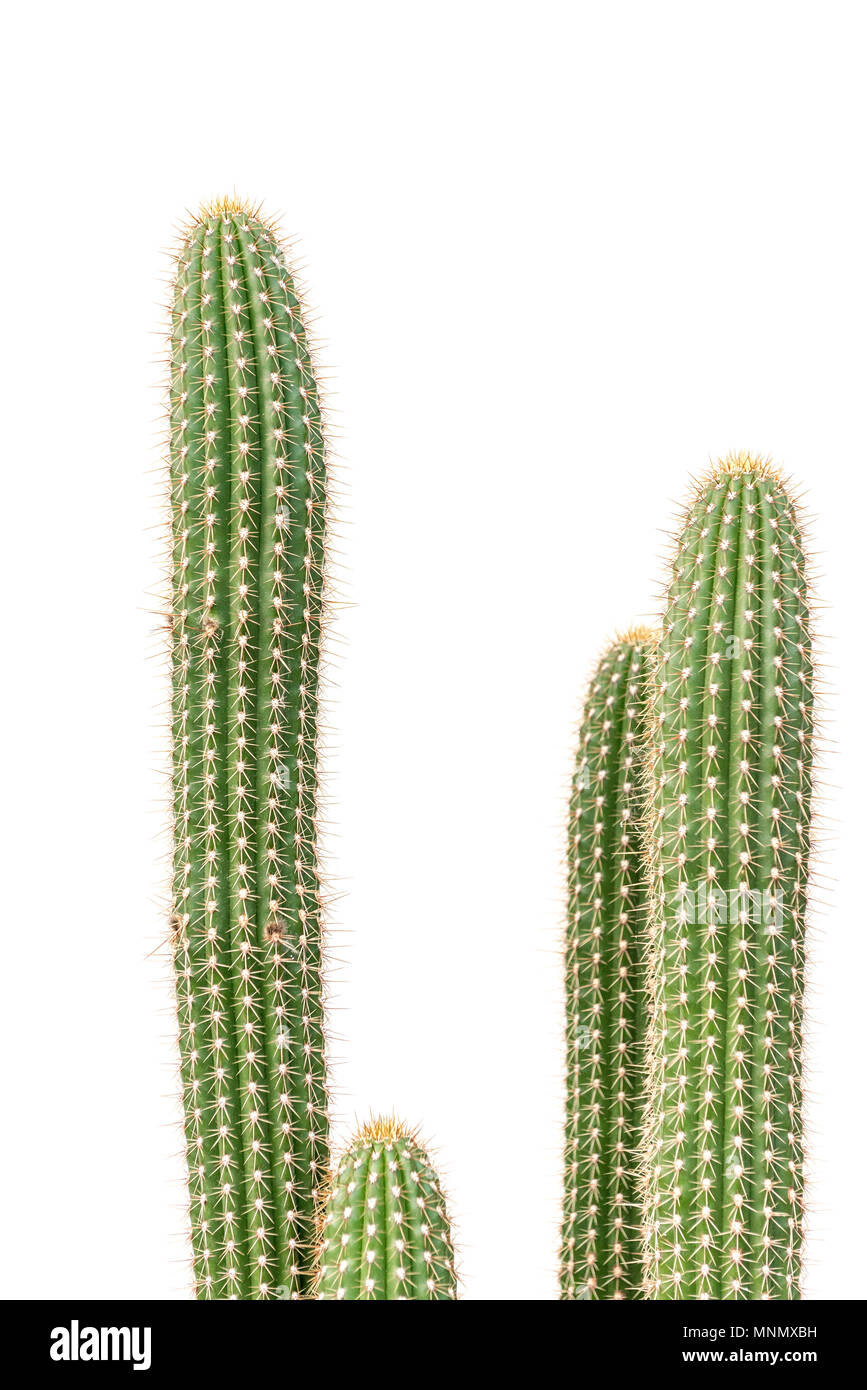 Isolated cactus on white background Stock Photo - Alamy