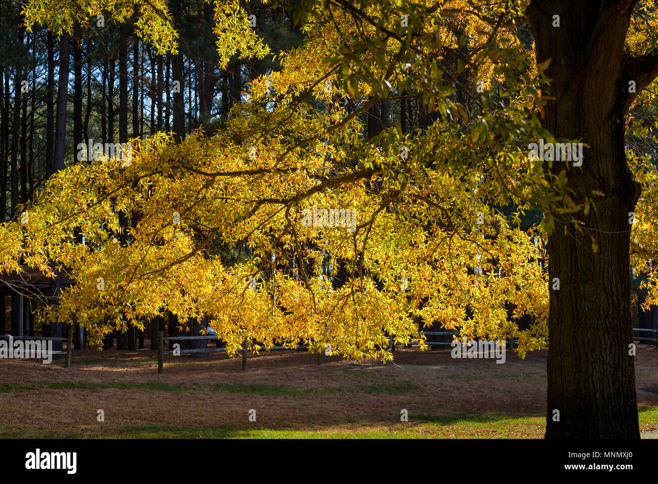 Fall scenery in Tuckahoe State Park, Ridgely, Maryland Stock Photo - Alamy