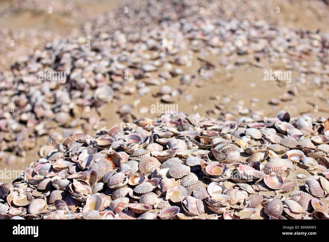 Seashells on the sand of a beach, Baja California Stock Photo - Alamy