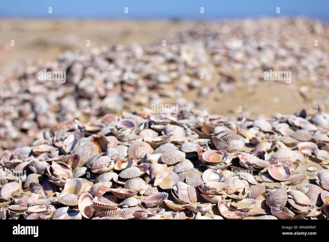 Seashells on the sand of a beach, Baja California Stock Photo - Alamy