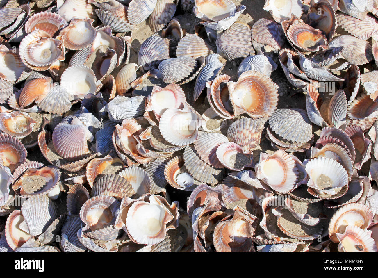Seashells on the sand of a beach, Baja California Stock Photo - Alamy