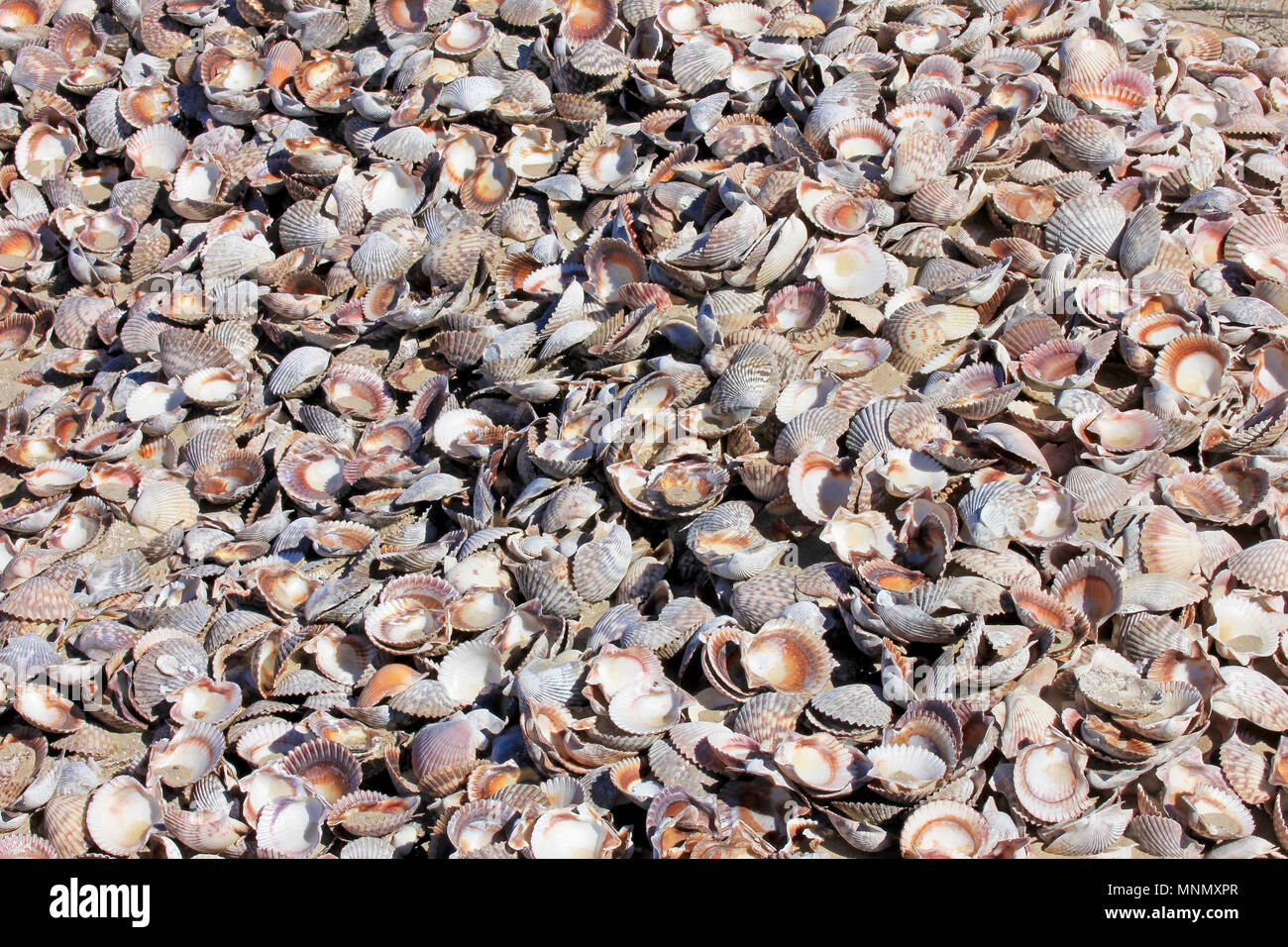 Bajacalifornia hi-res stock photography and images - Alamy