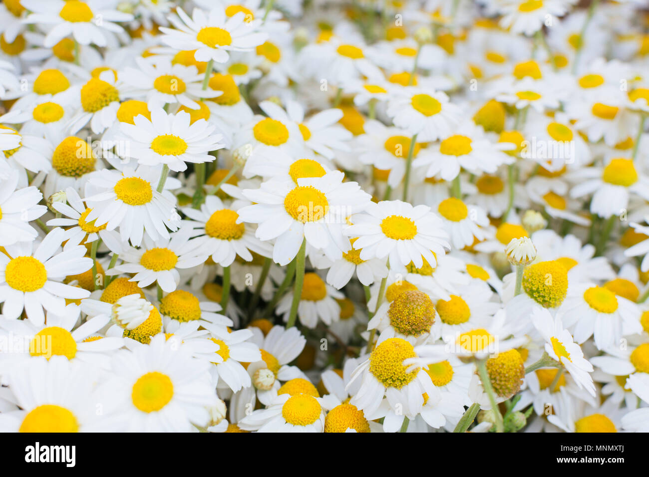 White flowers in bloom hi-res stock photography and images - Alamy