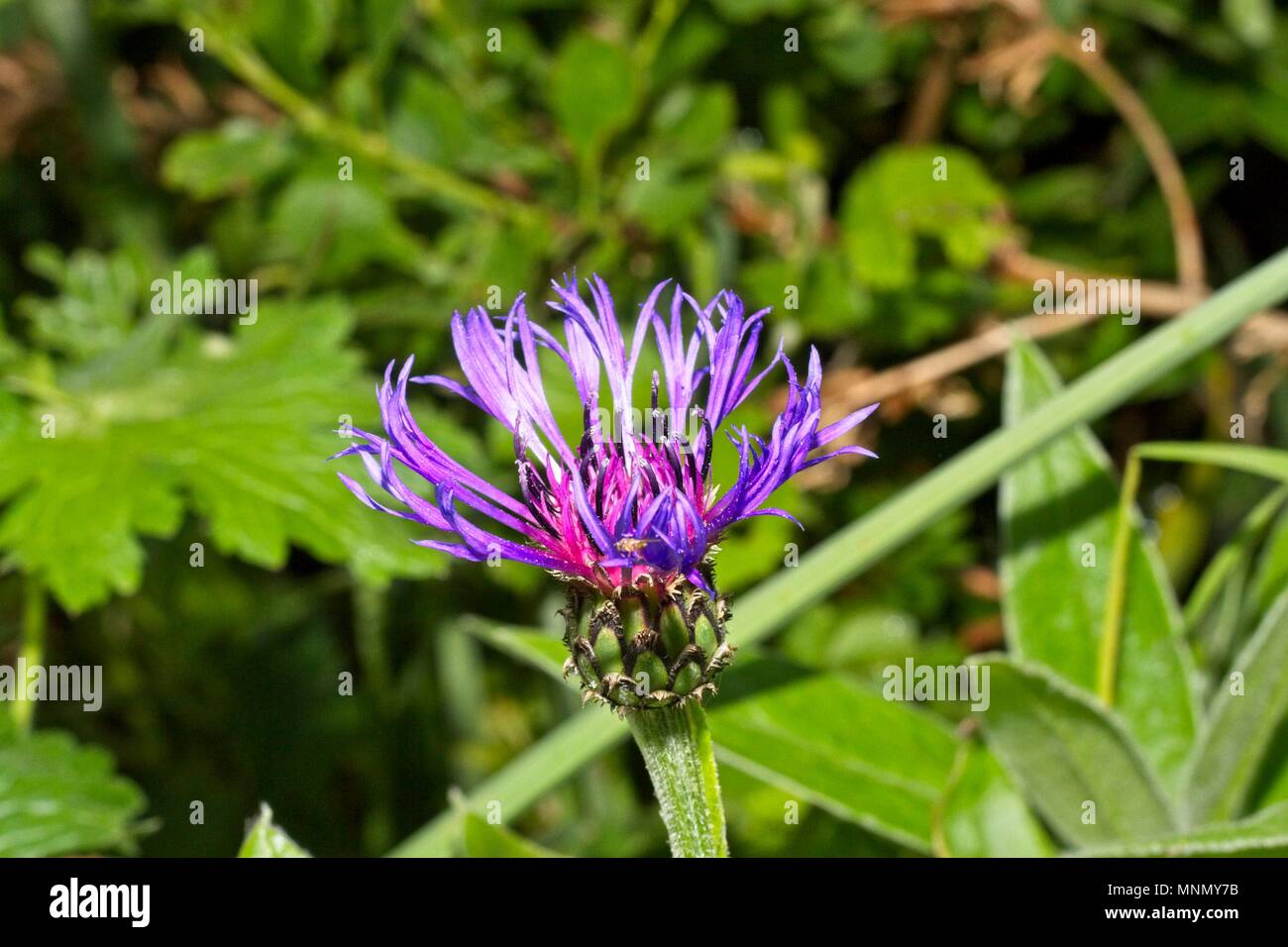 Centaurea montana or knapweed flower Stock Photo - Alamy