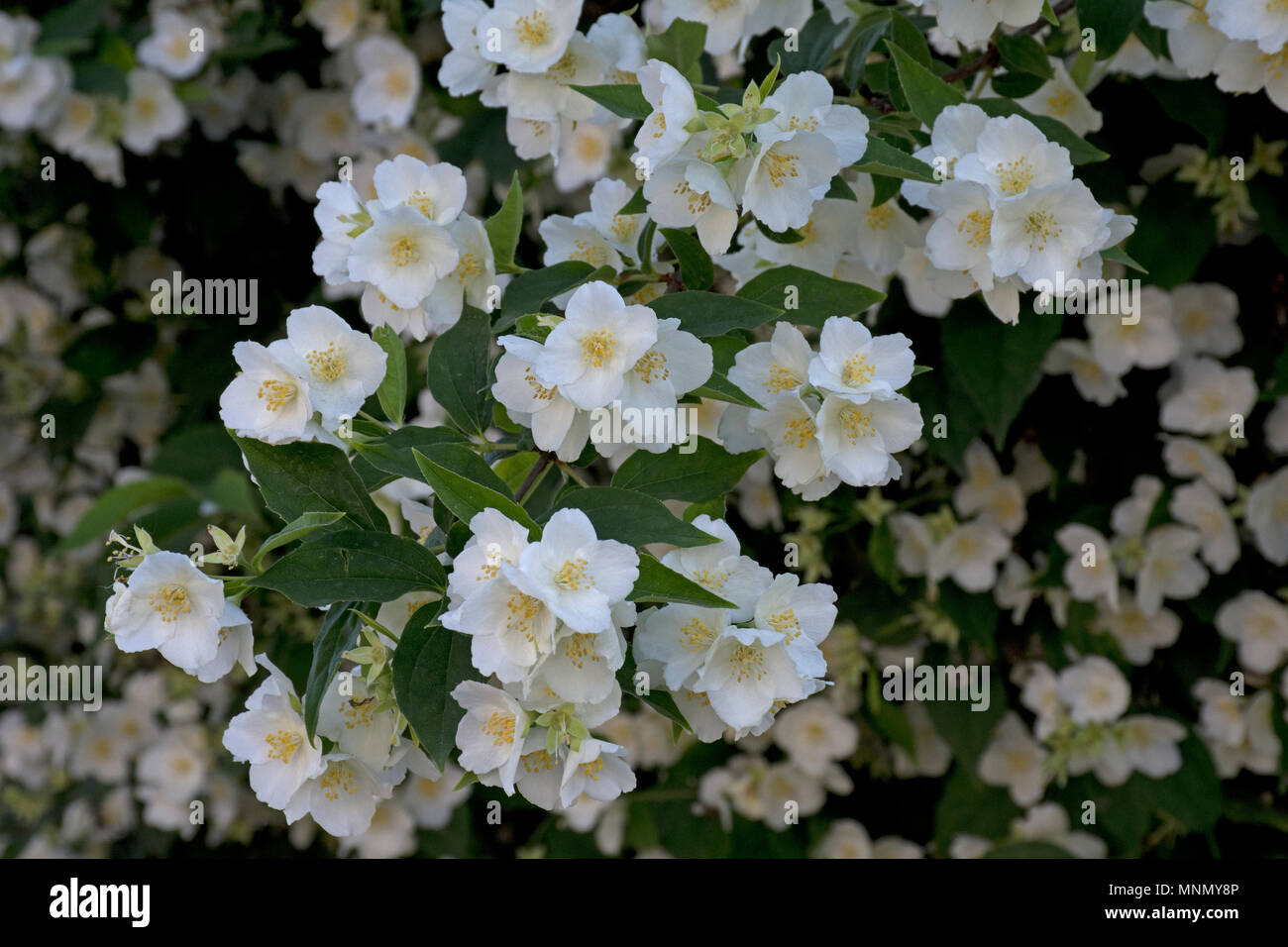Flowers of Philadelphus Stock Photo - Alamy