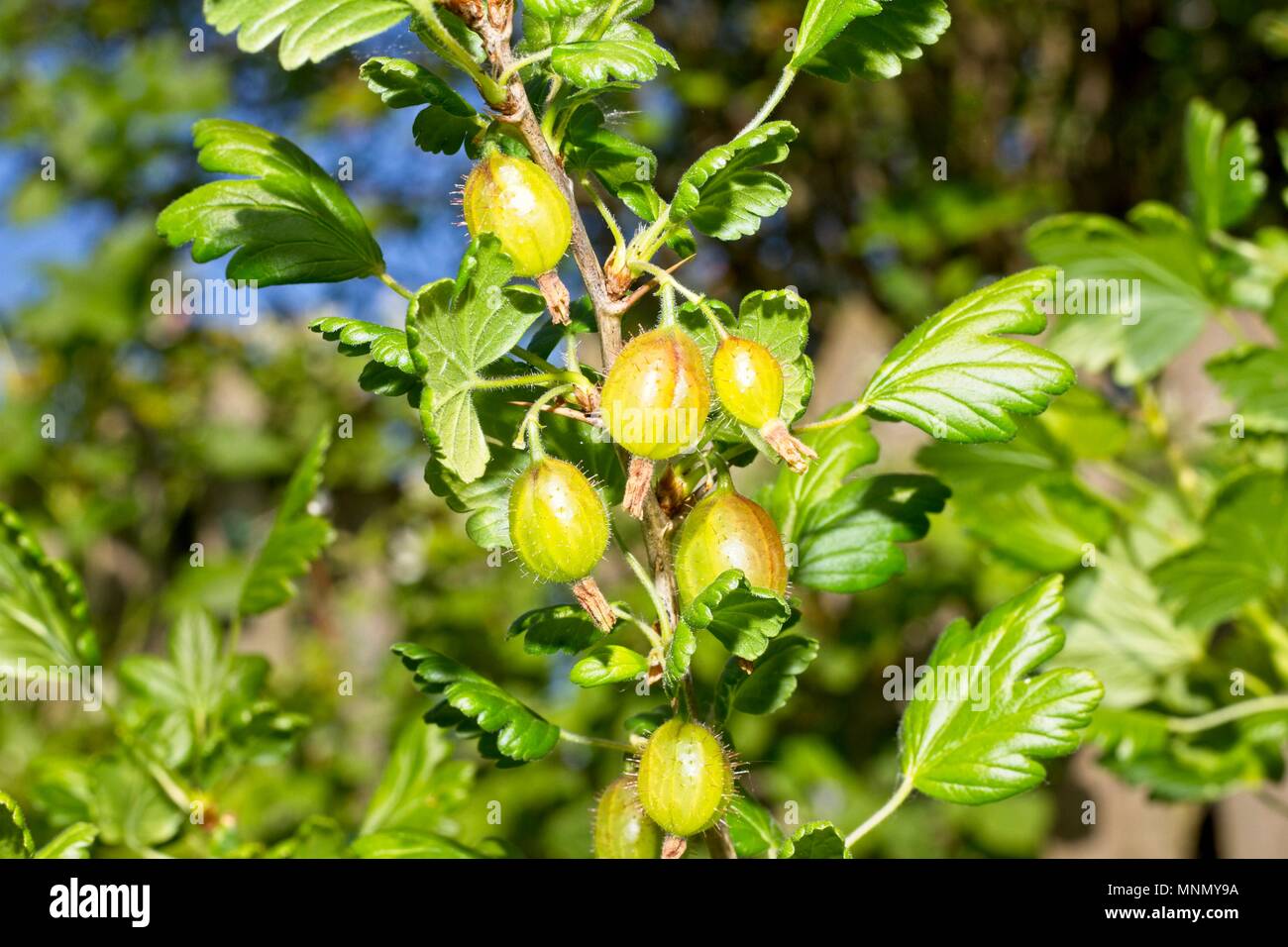 Fruit growing on a Goosberry Invicta plant in England, UK Stock Photo ...