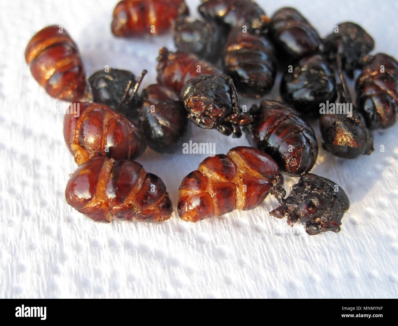 Colombian insects hi-res stock photography and images - Alamy