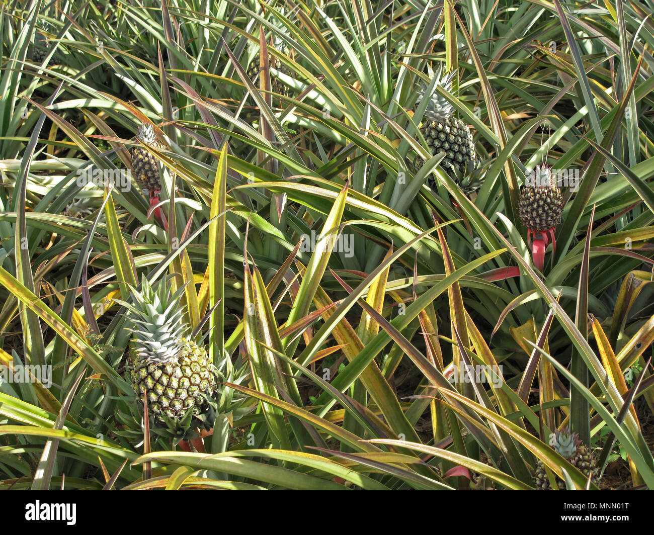Pinkpineapple hi-res stock photography and images - Alamy