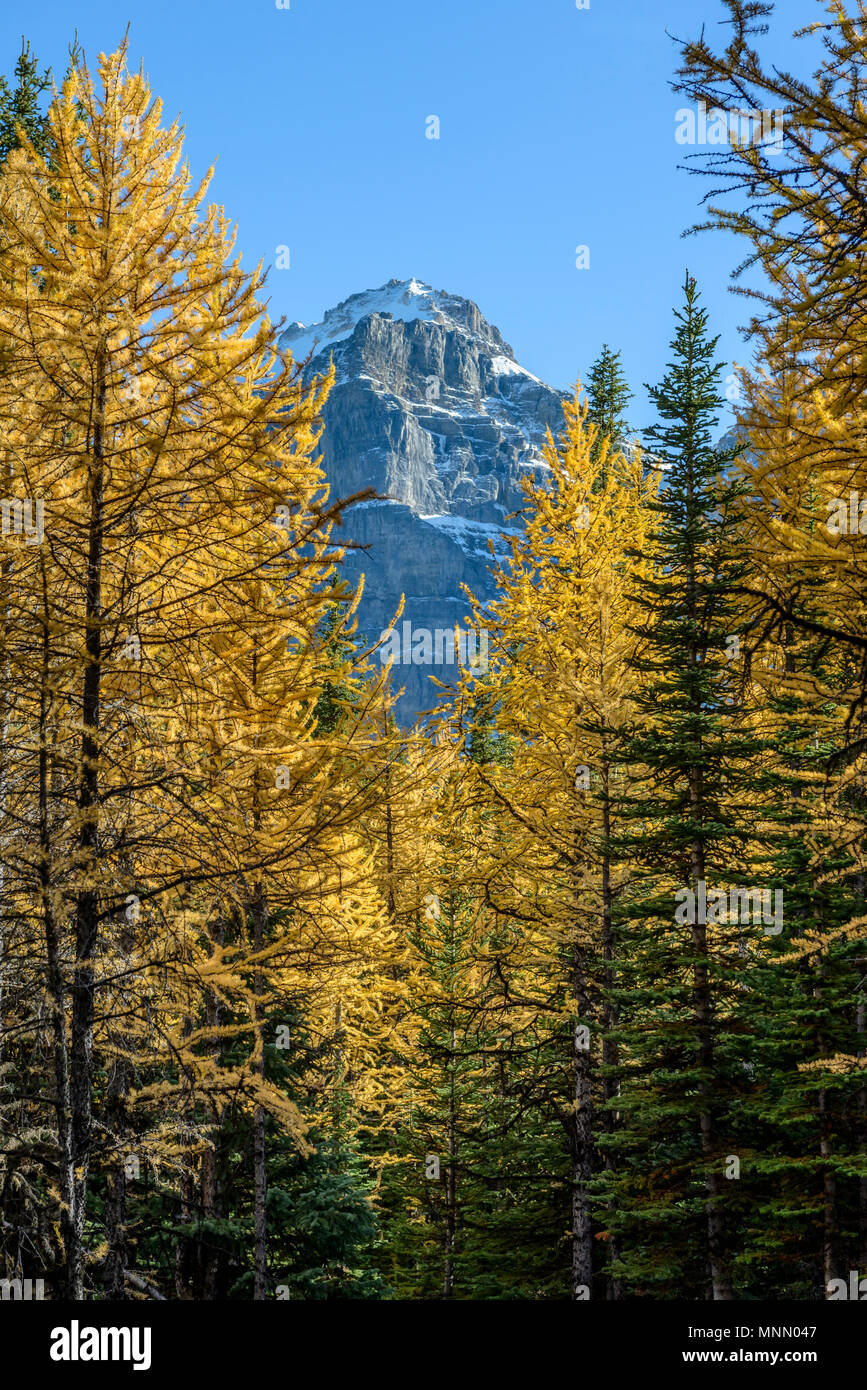 Canada, Alberta, Banff, Trees and mountain peak in Banff National Park ...
