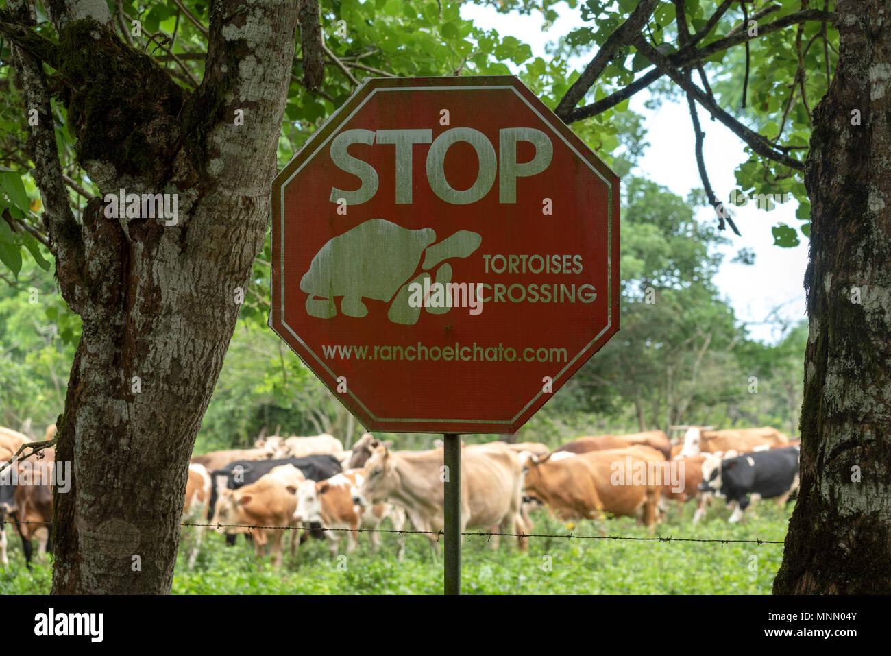 Tortoise crossing sign at the Rancho El Chato Tortoise Reserve on Santa ...
