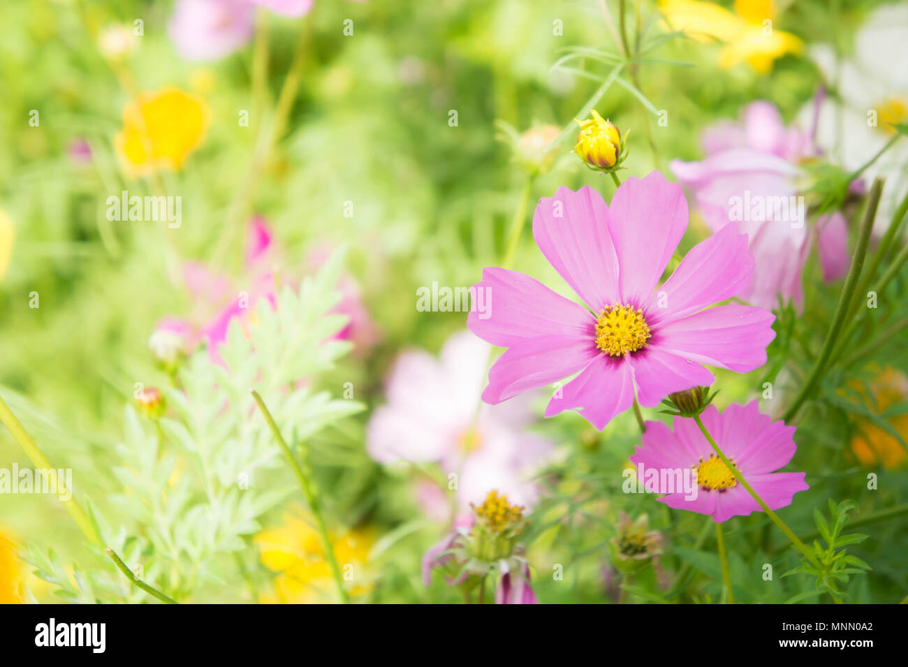 The nice day and nice flowers cosmos colorful on field pink flowers ...