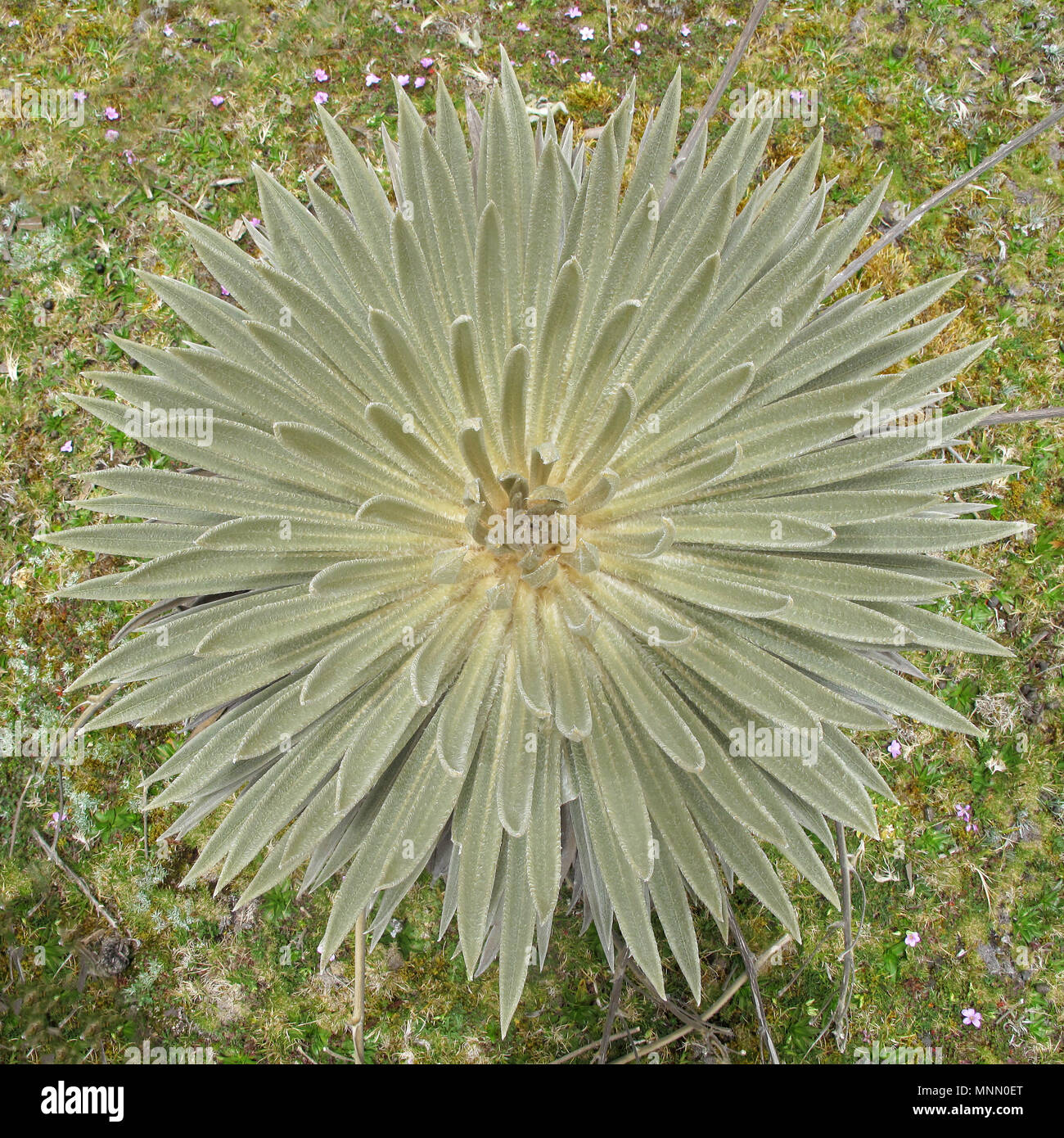 Beautiful Frailejones plants, Espeletia, in paramo highland of Cocuy ...