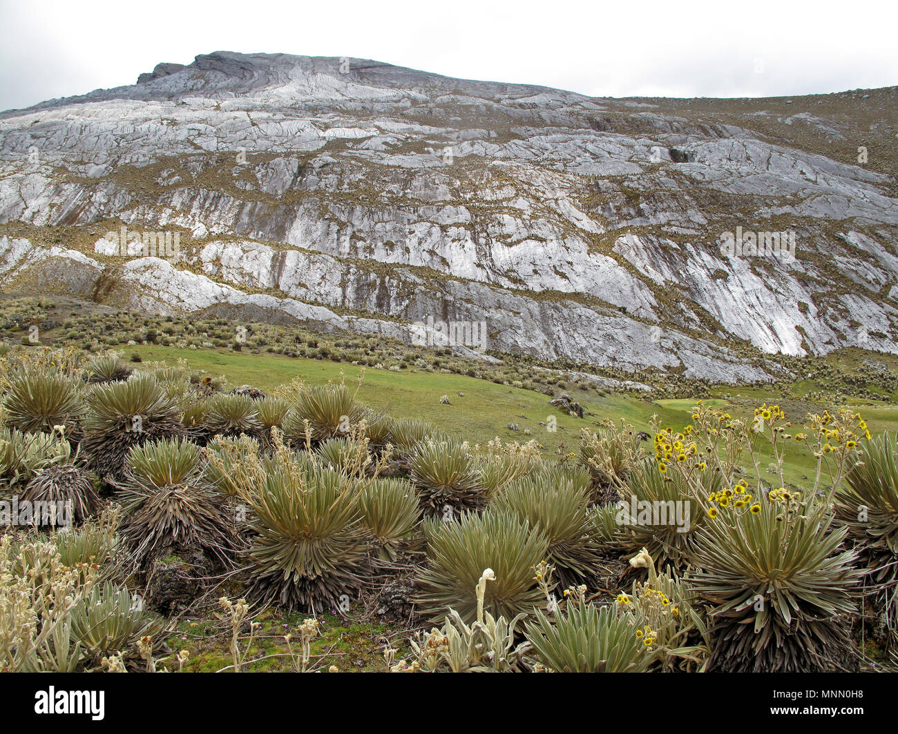 Frailejon hi-res stock photography and images - Alamy