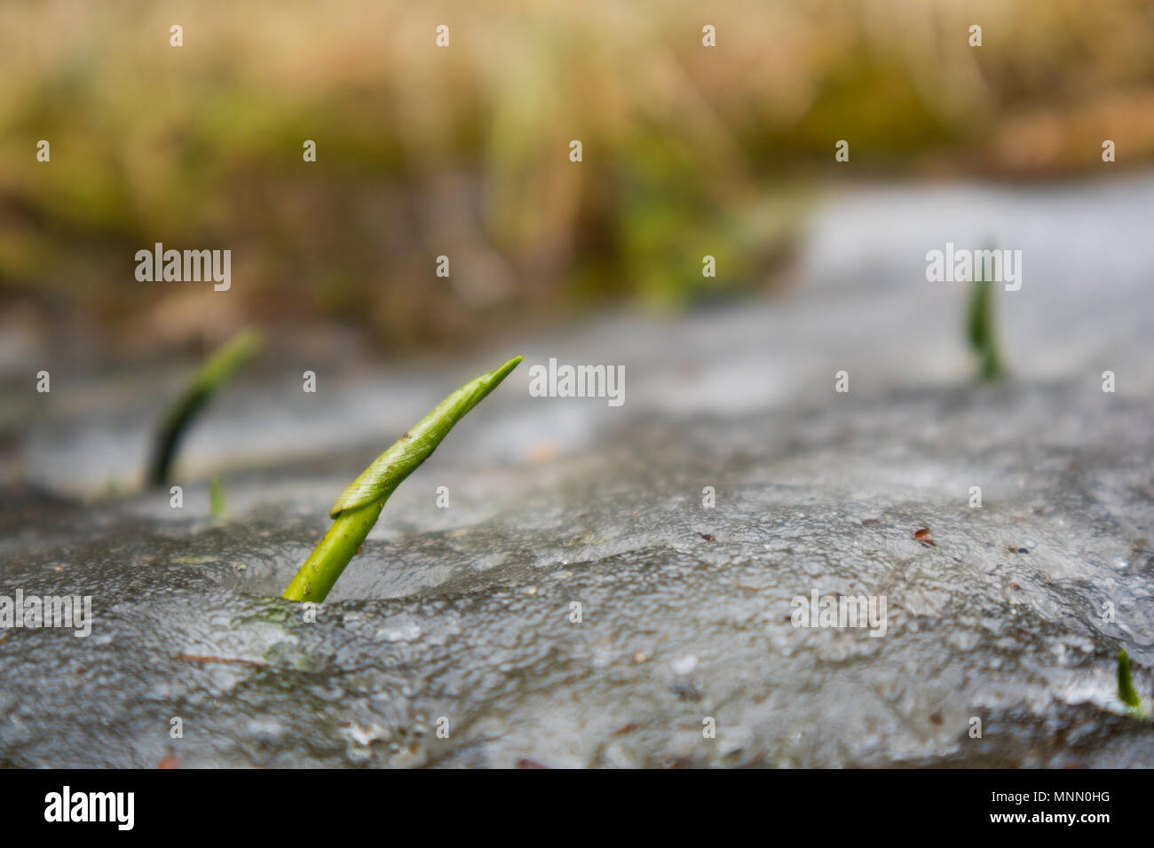 Close-up of green sprout growing through ice Stock Photo - Alamy